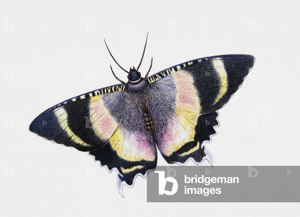 Zodiac moth 60 photos - Astrologytoyou.com