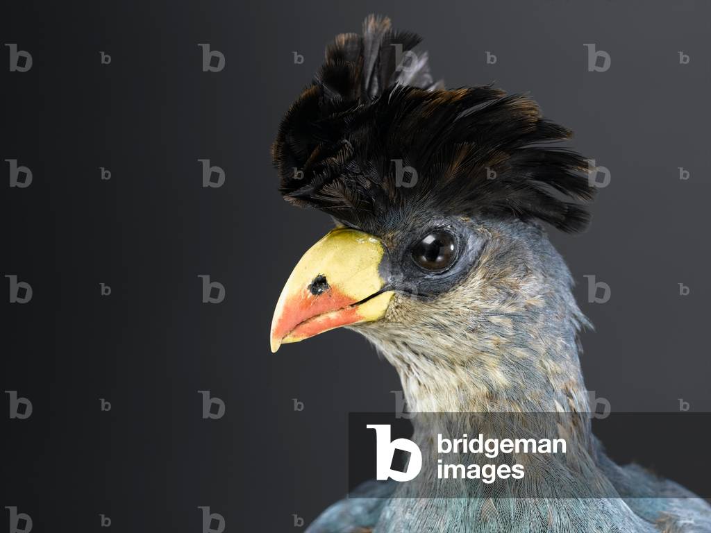 Image of Great Blue Turaco (photo)