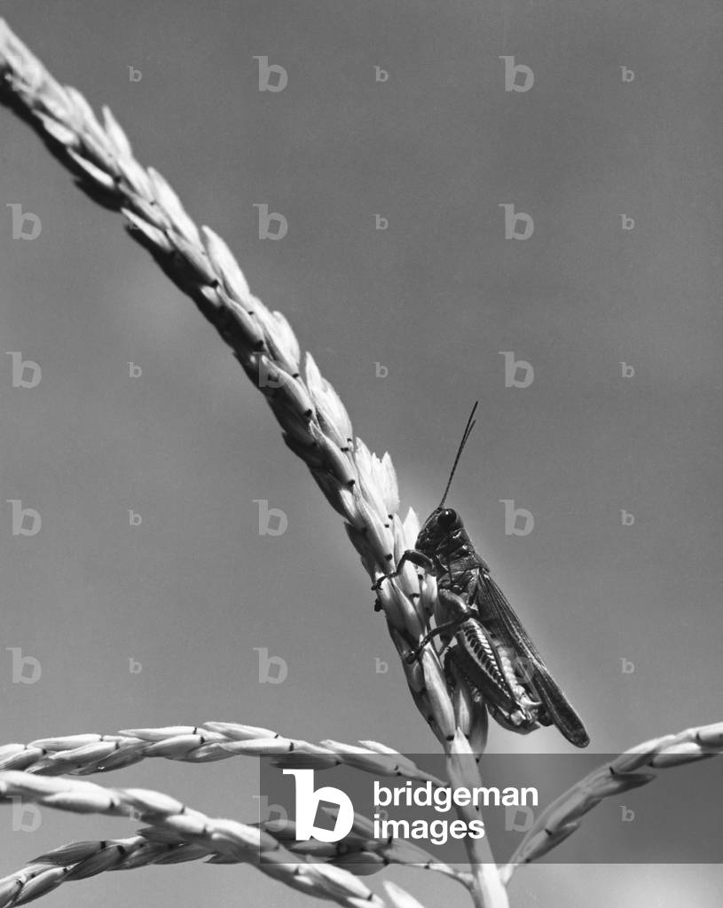 Image of Close-up of a grasshopper on a husk
