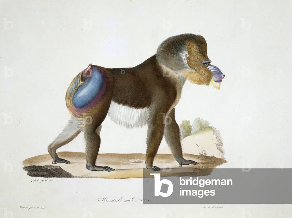 Image of Mandrill, plate 256 from Histoire Naturelle des Mammifères ...