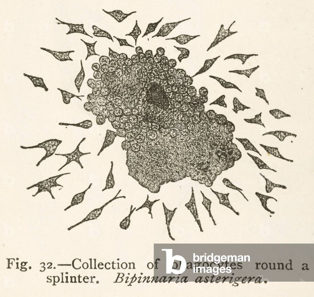 Image of Drawing by Elie Metchnikoff of phagocytic cells surrounding a ...