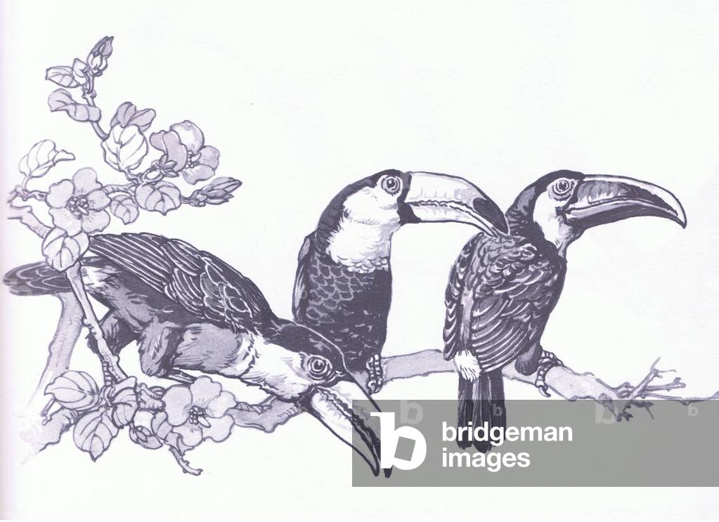 Image of Toucans, from Animals and Birds in Folklore published by ...