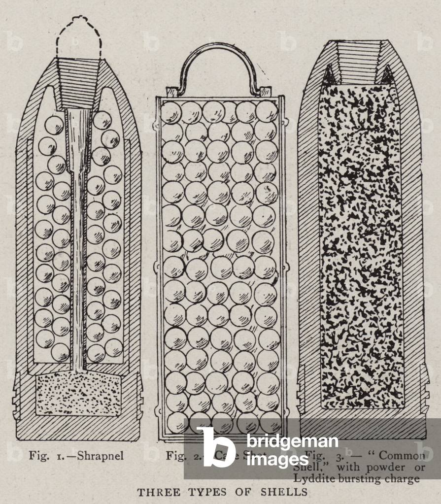 Image of Three Types of Shells (engraving) by English School, (19th ...