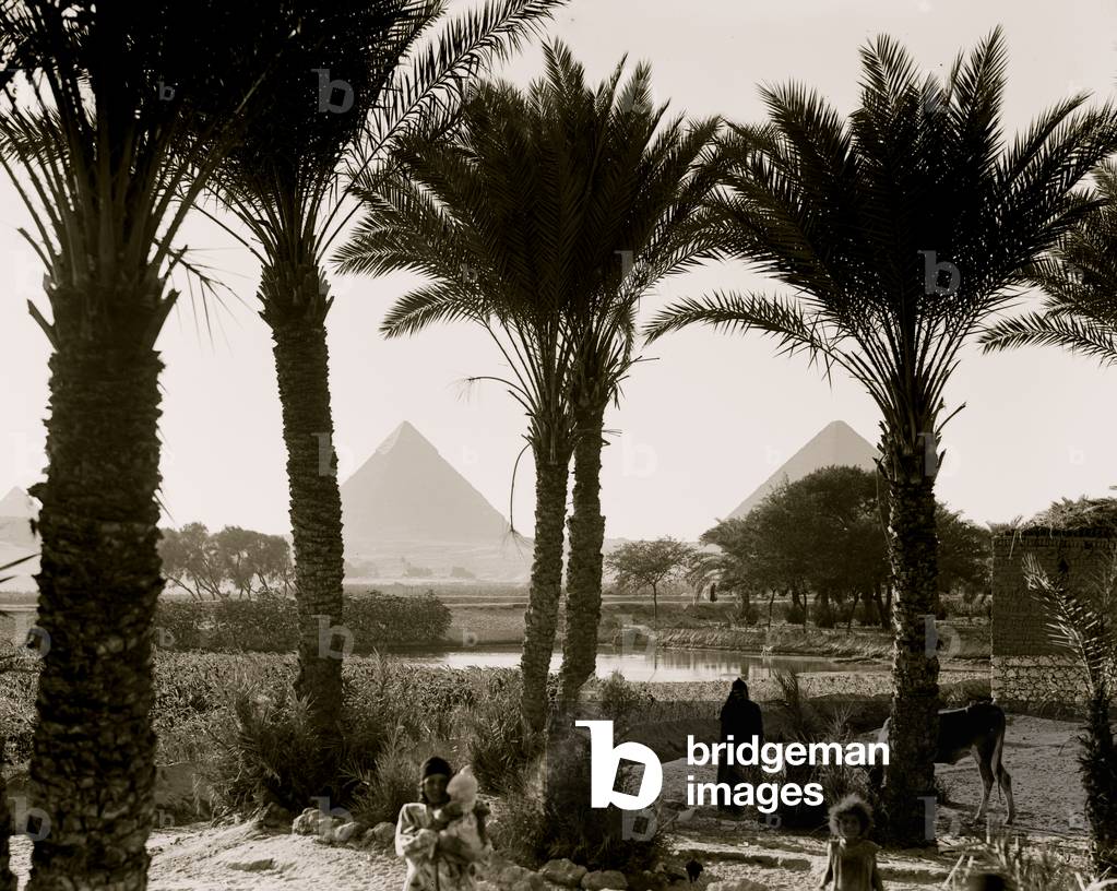 Image of Types & agriculture. Corn fields & palmgrove, pyramids seen ...
