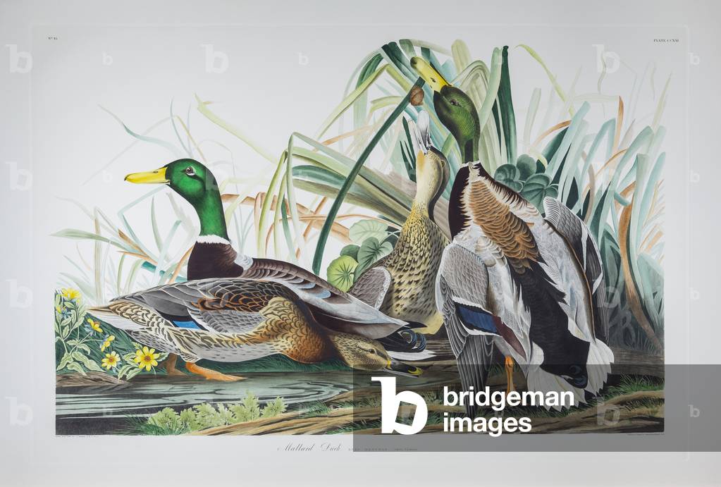 Image of Mallard Duck Anas boschas Linnaeus. (Now known as Anas ...