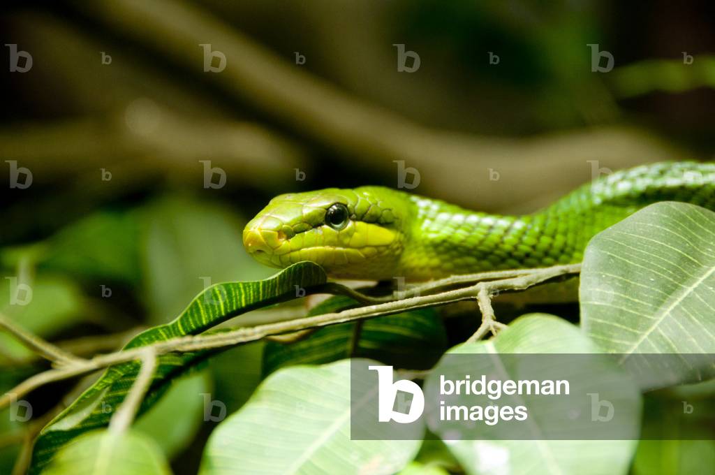Southeast Asia: Red-tailed ratsnake (Gonyosoma oxycephalum), also known ...