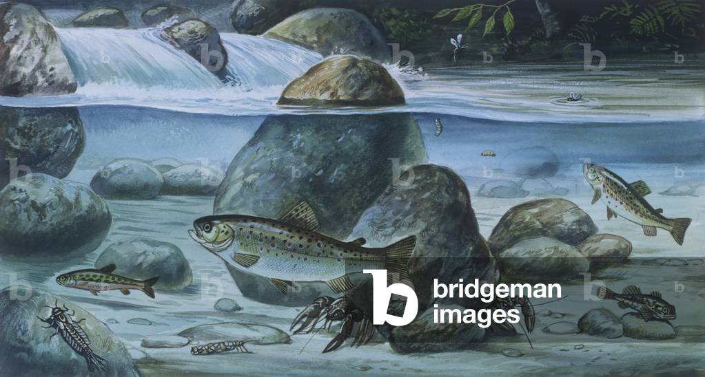 Image of Freshwater fishes in stream, illustration