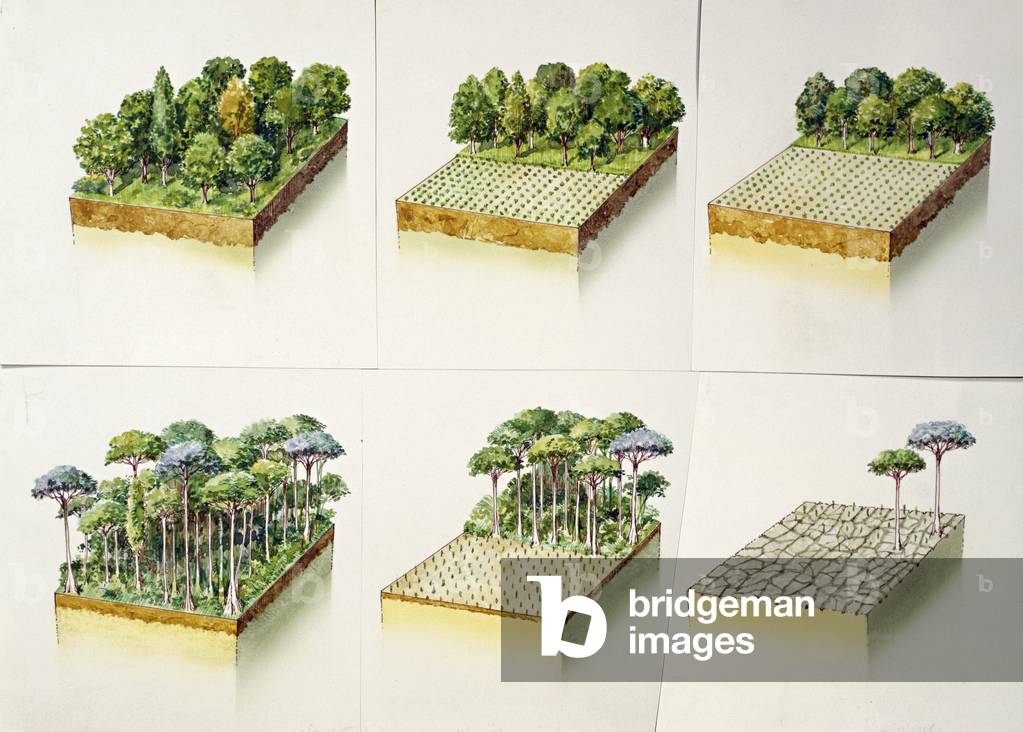 Image of Comparison between deforestation in temperate forests and ...