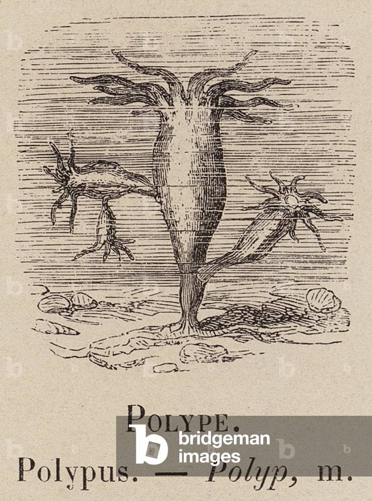 Image of Le Vocabulaire Illustre: Polype; Polypus; Polyp (engraving) by ...