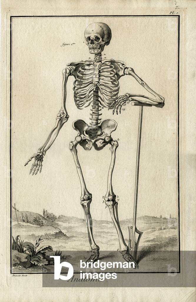 Image of Anatomie - anatomical study of a skeleton (engraving) by ...