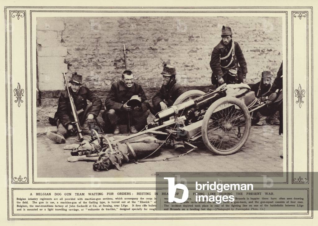 Image of A Belgian dog gun team waiting for orders, resting in by ...