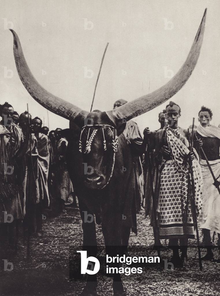 Image of Sacred cow of the herd of Yuhi Musinga, King of by Belgian ...