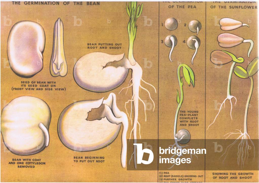 Image of How seeds grow, From a Folio of Colour school posters, by ...