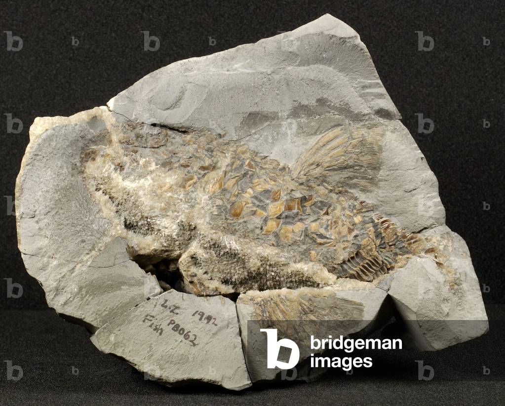 Image of Fish, believed to be Heterolepidotus Eugnathus, from the ...