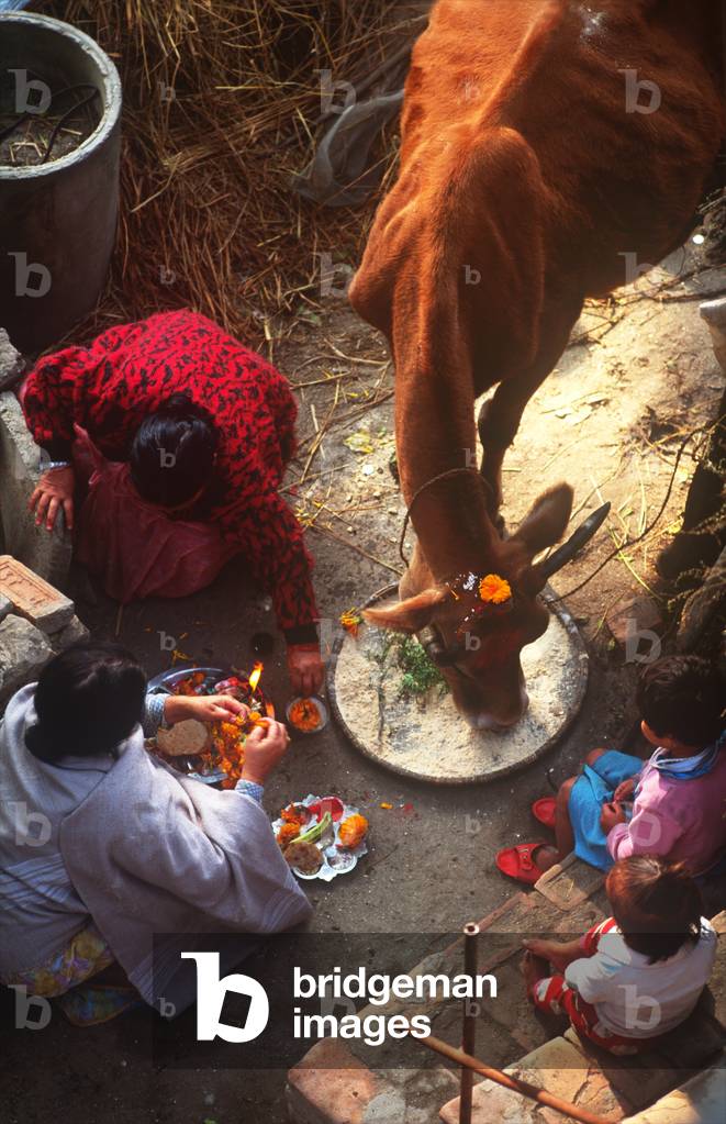 Image of Worship of the Cow, Tihar Festival, Katmandu, Nepal (photo)