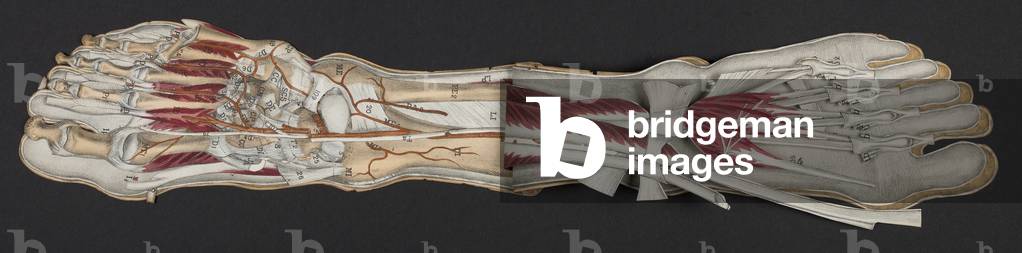 Image of The foot, from 'A Movable Atlas showing the structure and by ...