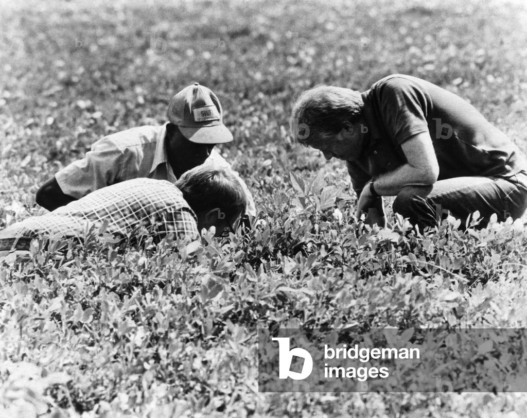 Image of President Jimmy Carter at his peanut farm in Plains, Georgia ...
