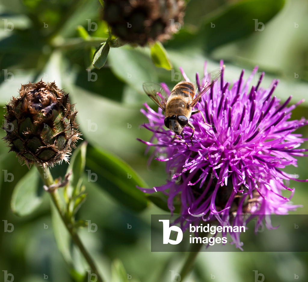 Image of Bee with a ball of pollen foraging on a flower by Bonnefon ...