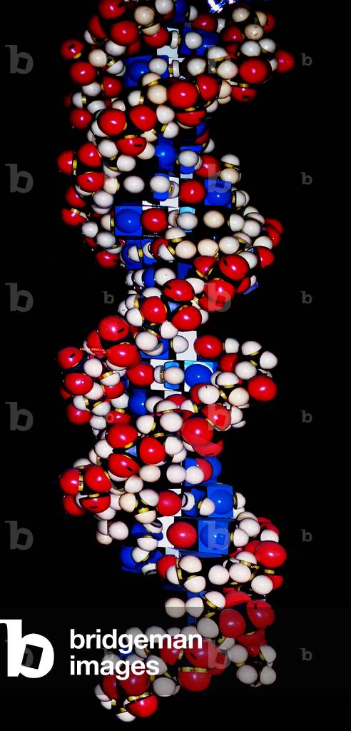 Dna Model Double Helix