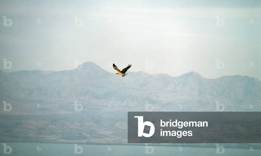 Image of Falcon in flight, Sebastia, Palestine (photo)