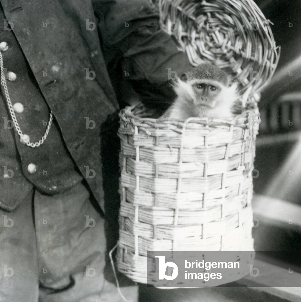 Image of A keeper holds an Old World Monkey, genus Ceropithecus, in by ...