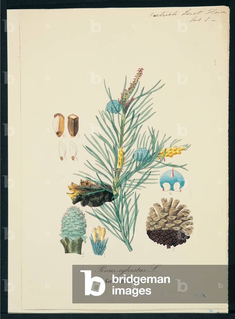 Image of Pinus sylvestris