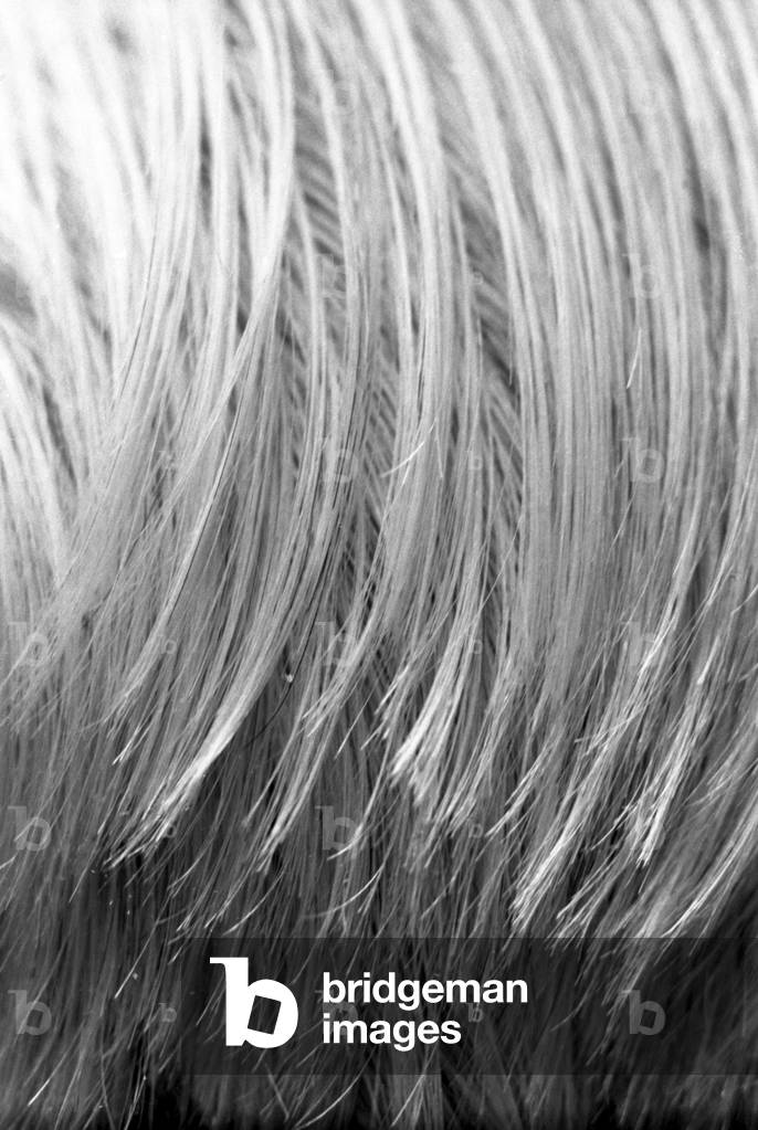 Image of Italian painter and sculptor Giorgio de Chirico's hair, Rome, July