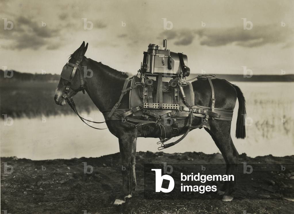 Image of 7.5cm 1930 Model Bofors Mountain gun carried by a mule, by ...