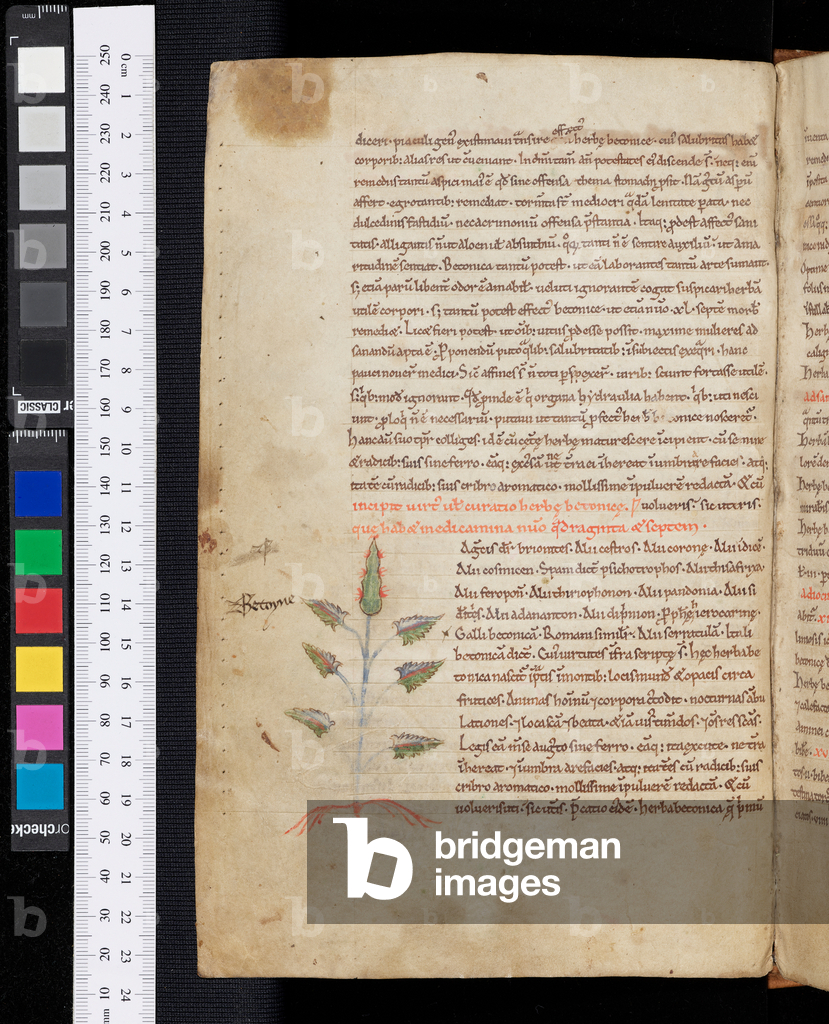 Image of Herbal with Old English glosses, c.1070-1090 (manuscript)