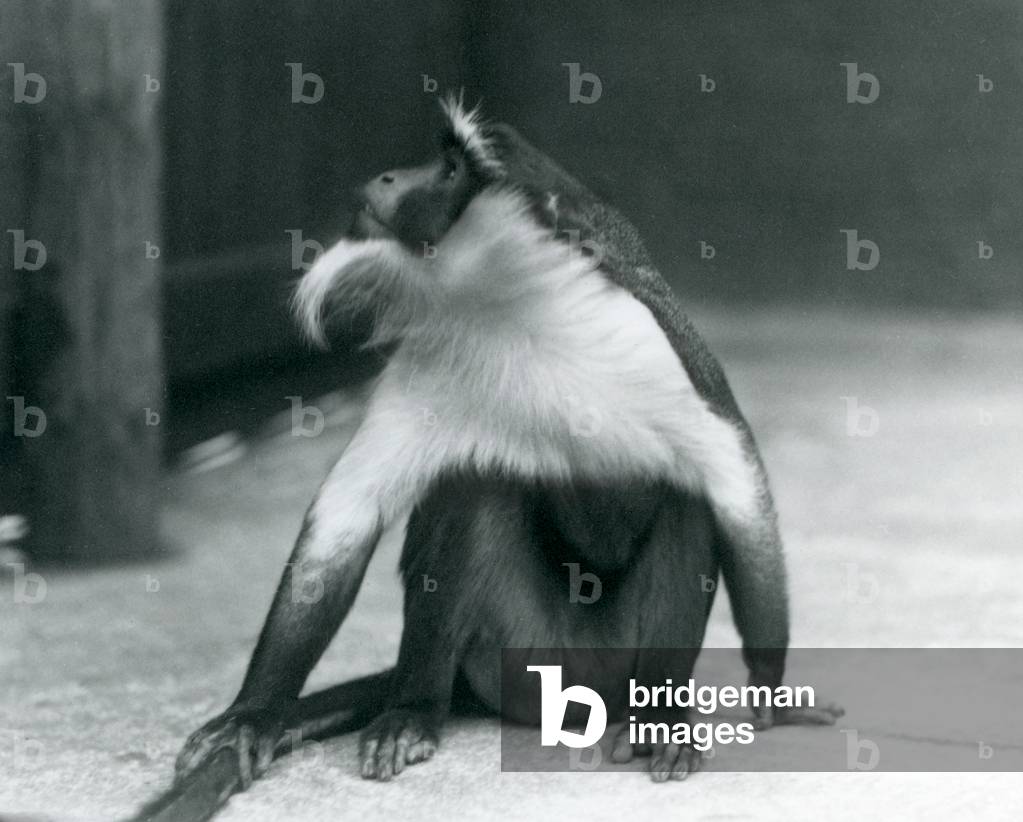 Image of An endangered Roloway Monkey sitting on the ground, looking ...