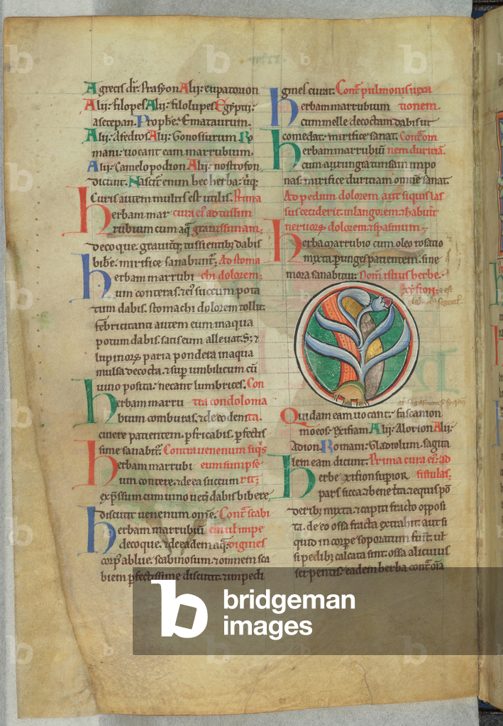 Image of Pseudo-Apuleius, Herbarium, Manuscript Sloane 1975, f.26v ...