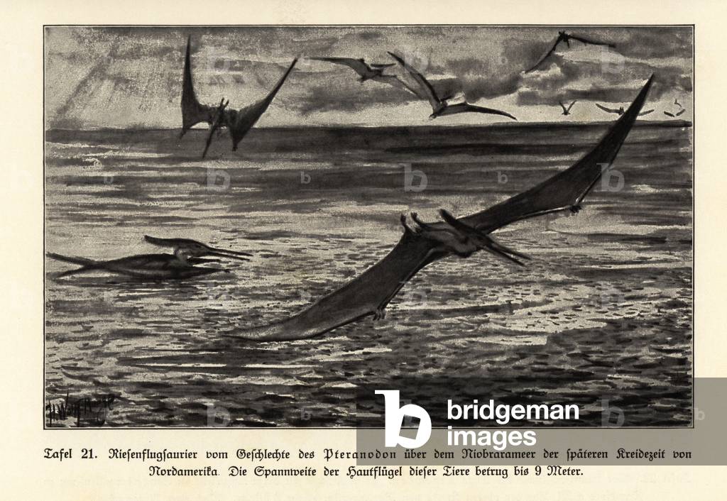 Image of Extinct giant Pterosaurs, Pterandodon genus, Cretaceous period ...
