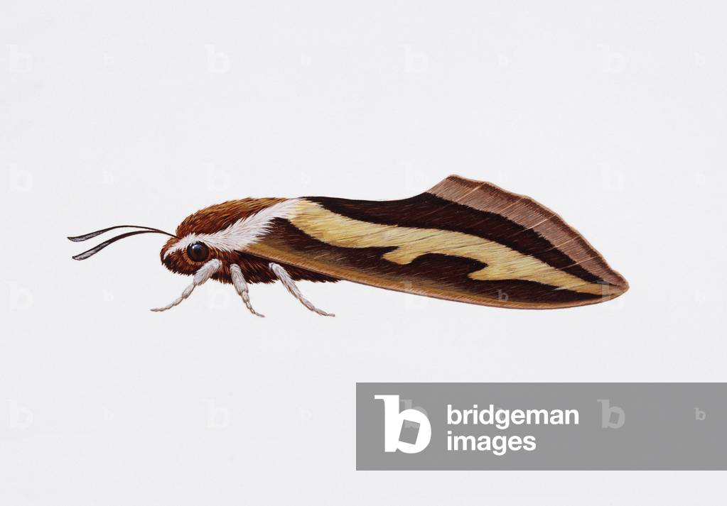 Image of Hawk moth or Leafy spurge hawk moth (Hyles euphorbiae ...