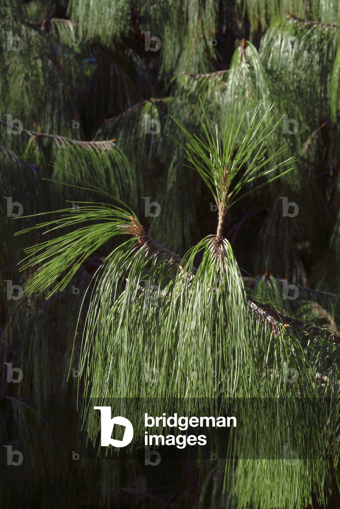 Image of Pinus patula 007, 2004 (photo) by McRobb, Andrew