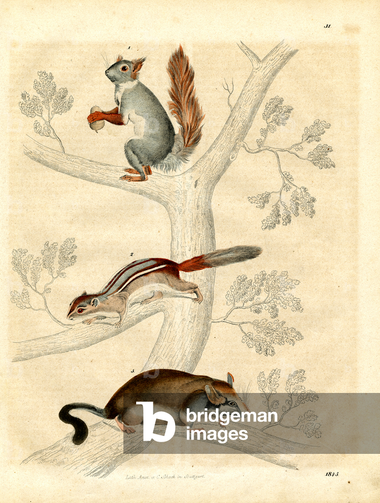 Image of North American rodents on a tree (hand-coloured litho)