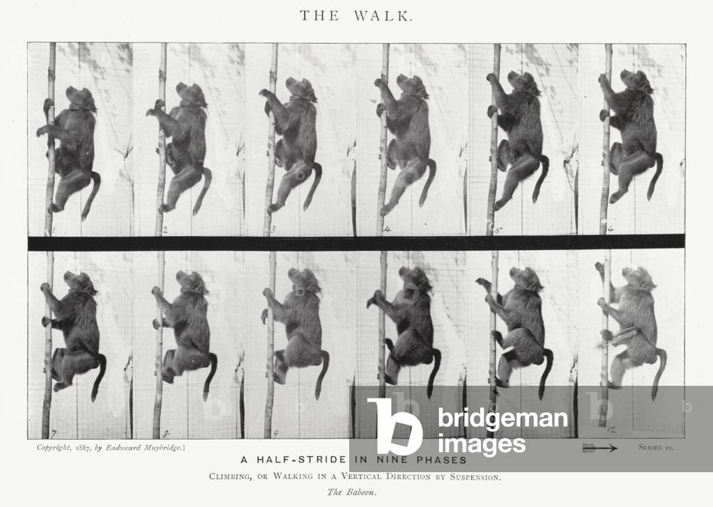 Eadweard Muybridge