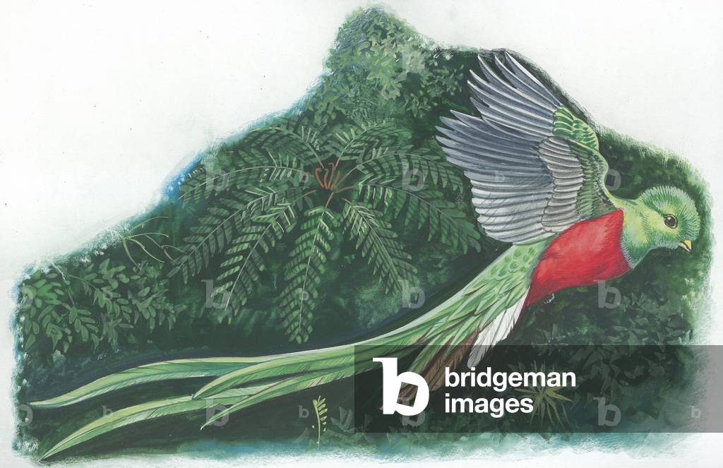 Resplendent Quetzal Drawing