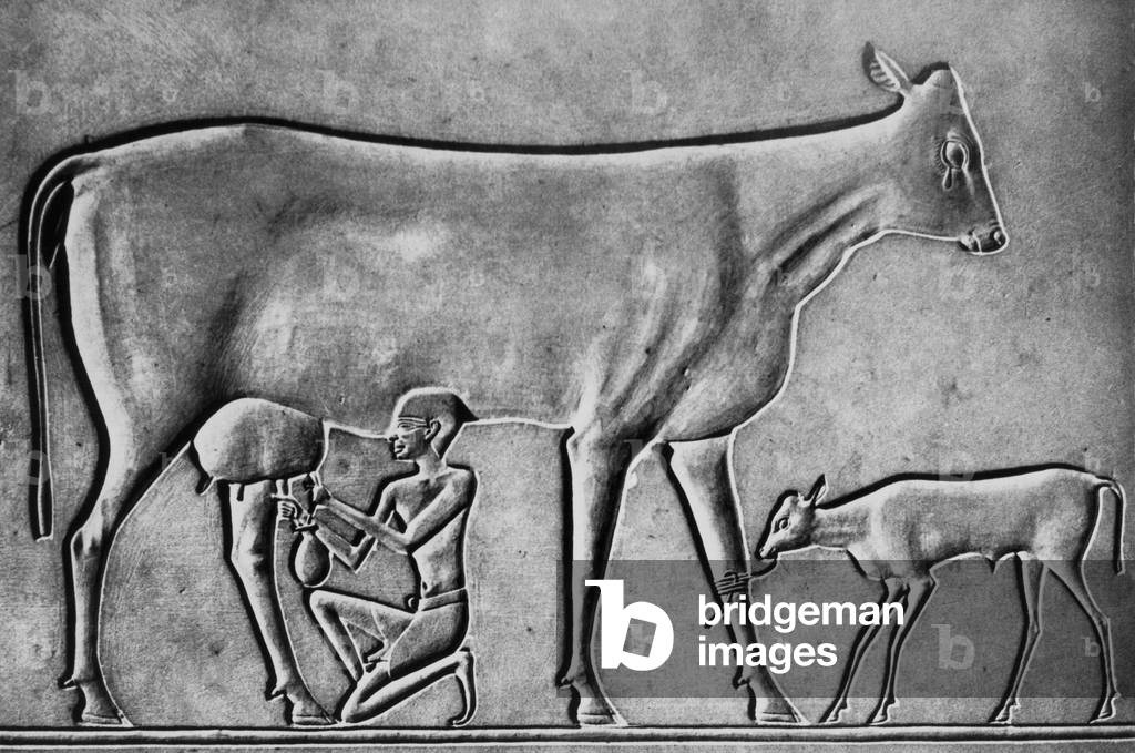 Image of Weeping Cow with Calf being Milked, Egypt (b/w photo) by ...