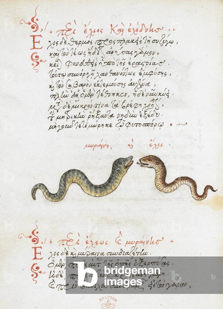 Image of Pen and ink drawing of snakes, with colour wash; rubrication