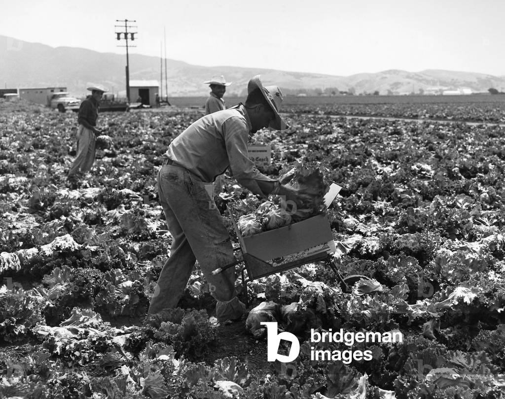 Harvest Field Workers