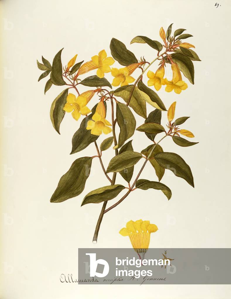 Image of Apocynaceae, Bush Allamanda (Allamanda neriifolia Hook ...