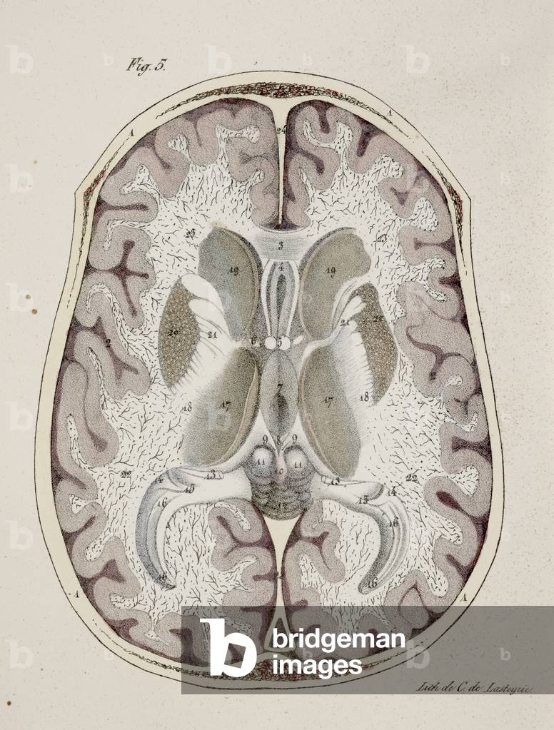 Image of Anatomical drawing. Cross section of the brain.