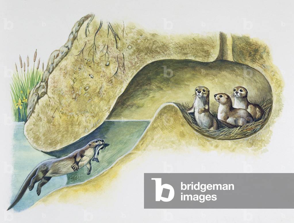 Mustelidae