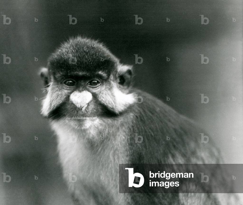 Image of A Red-tailed/Black-cheeked white-nosed/Redtail Monkey or ...