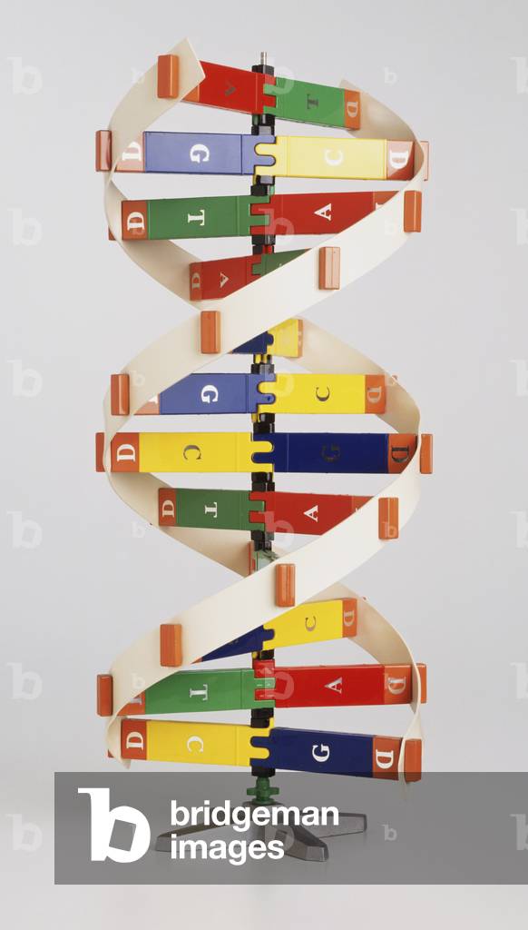 Simplified colourful model of DNA structure, front view. by