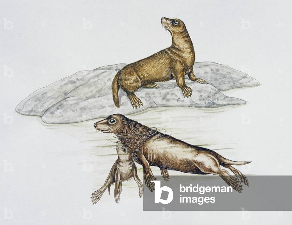 Image of Enaliarctus sp, Enaliarctidae (top), and Desmatophoca sp ...