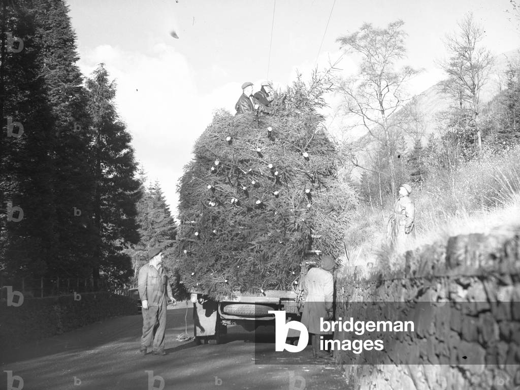 Image of A group of men loading Christmas trees onto the back by ...