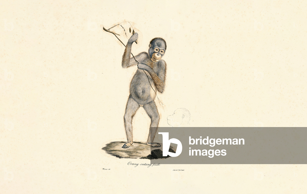 Image of Female Orangutan, 1824 (hand-coloured litho) by Werner ...