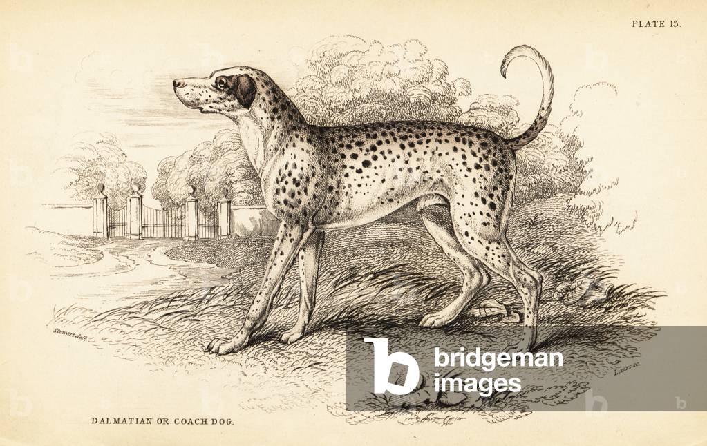 Image of Dalmatian dog or coach dog, Canis lupus familiaris by Lizars ...