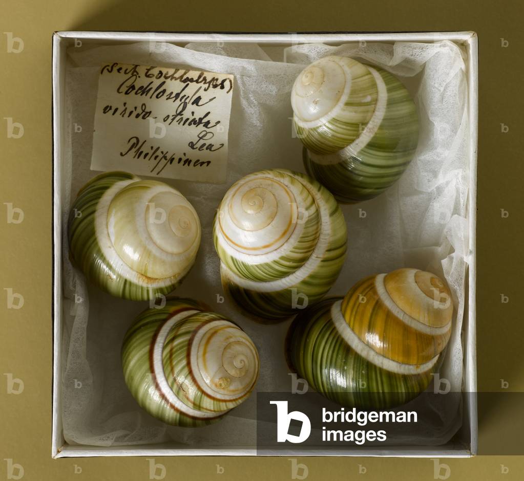 Image of Philippine land snails from the Linter collection (photo)